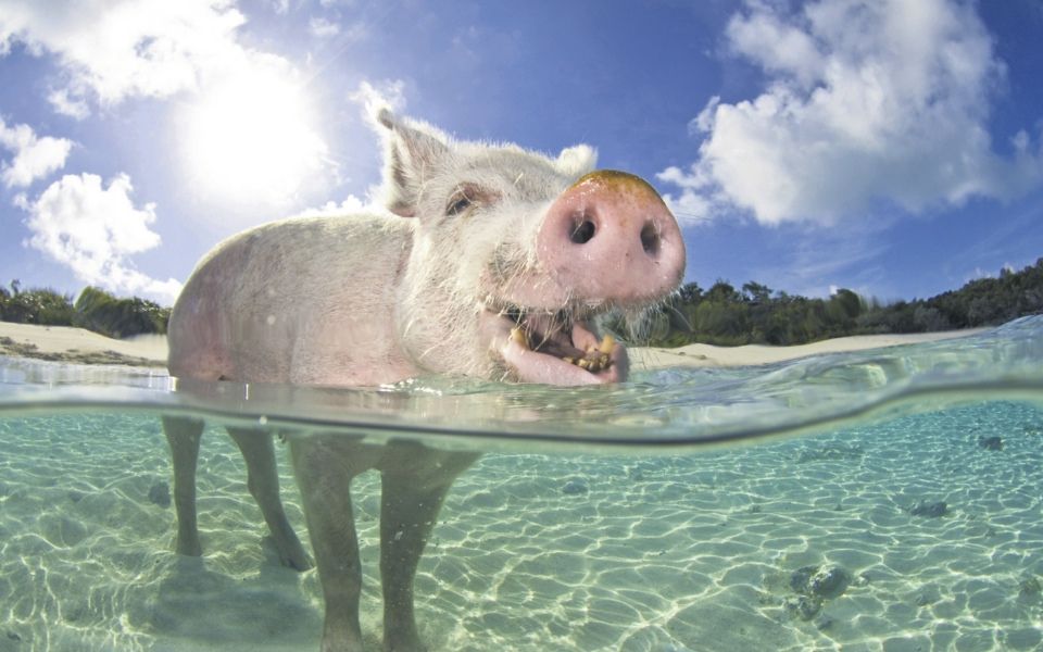 Swim with the pigs in the Bahamas: How domestic swine became big ...